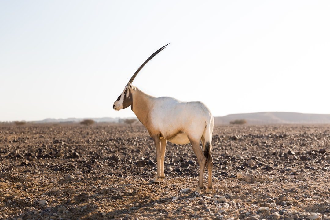 Negev Desert, Israel’s Amazing Stargazing, Ancient History & Desert ...