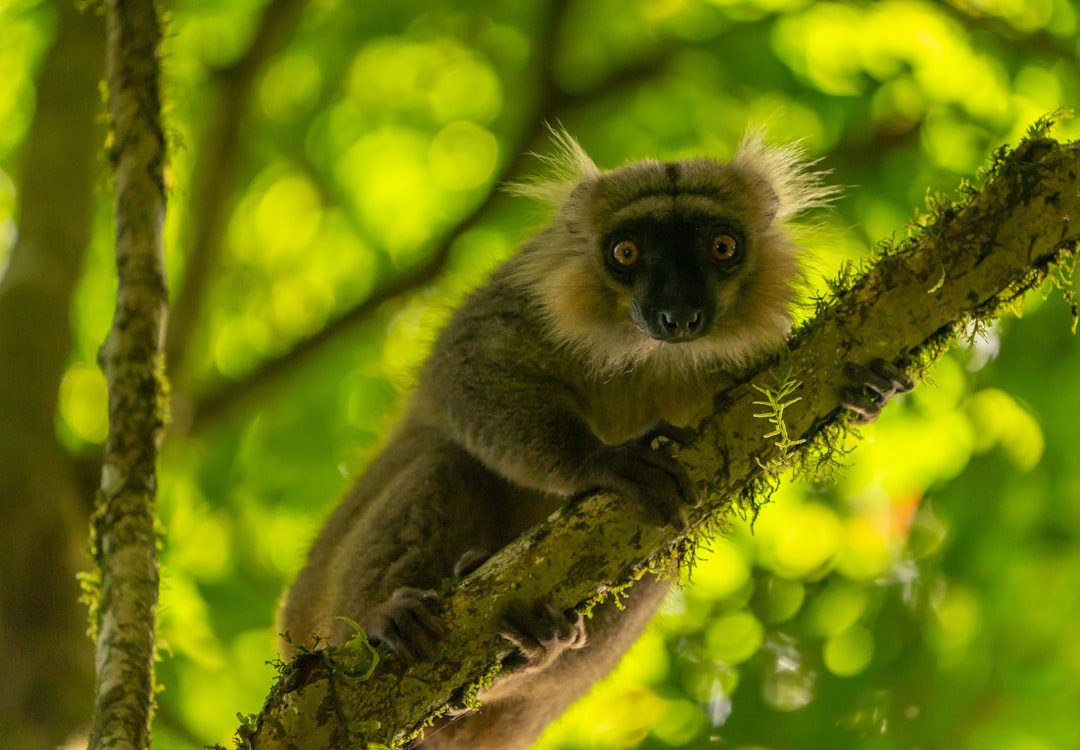 Matanam, Madagascar's Ultimate Lemurs, Baobabs & Spice Markets (2025 ...