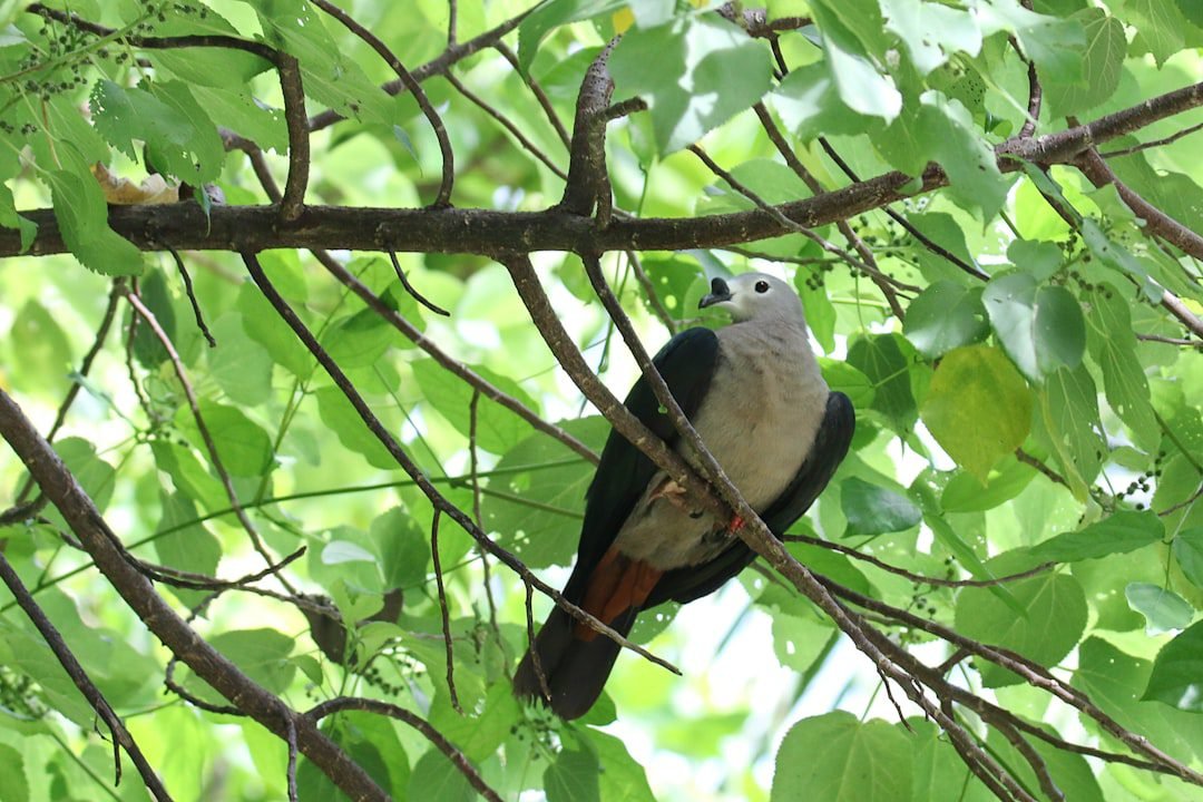 Atiu, Cook Islands's Hidden Caves, Coffee & Ancient Birdlife (2025 ...