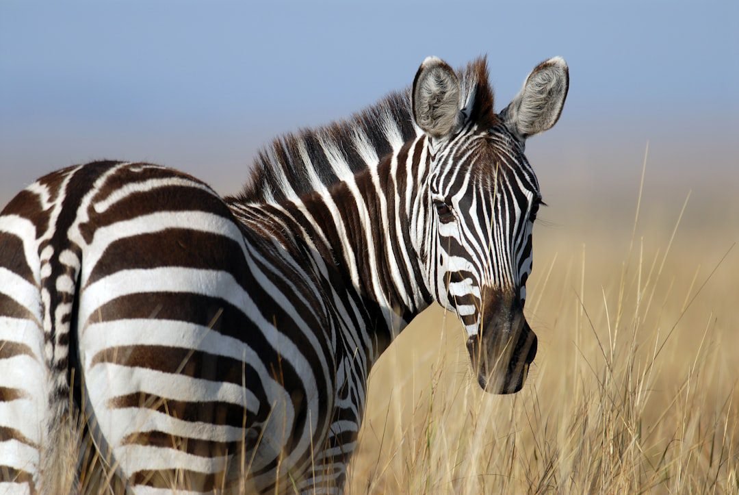 Maasai Mara, Kenya: Ultimate The Great Migration, Maasai Culture ...